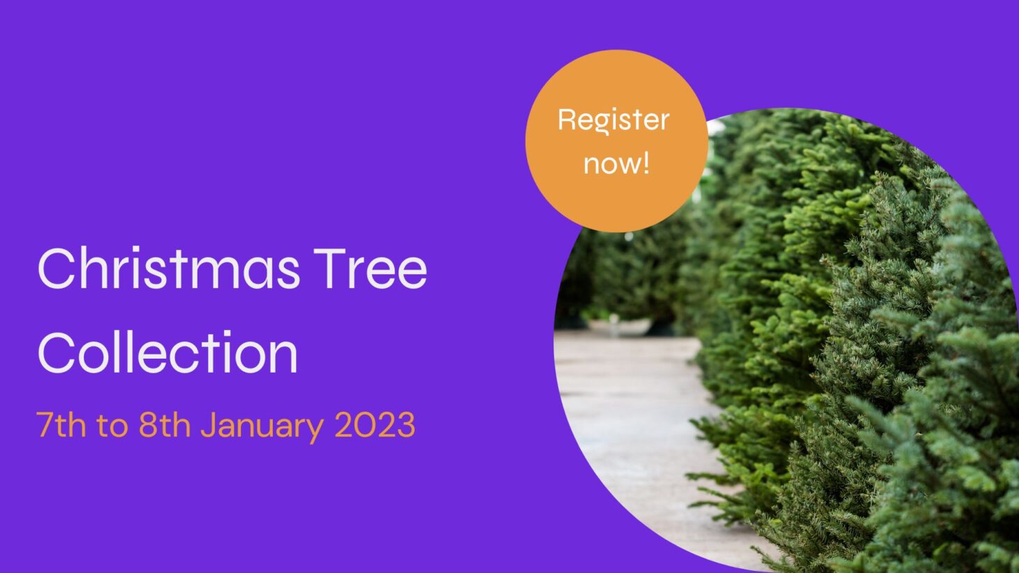 Pace Christmas Tree Collection - Pace